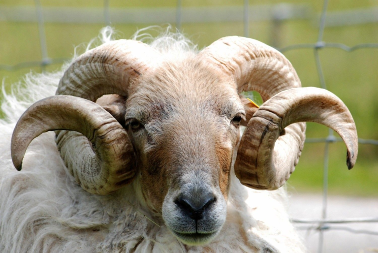 De ram. Deel 9 van dieren als helpen in Egyptische mythologie en ...